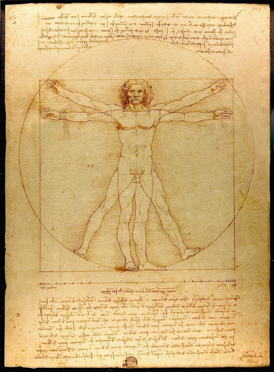 Ce reprezintă Omul Vitruvian, celebrul desen al lui Leonardo da Vinci ...